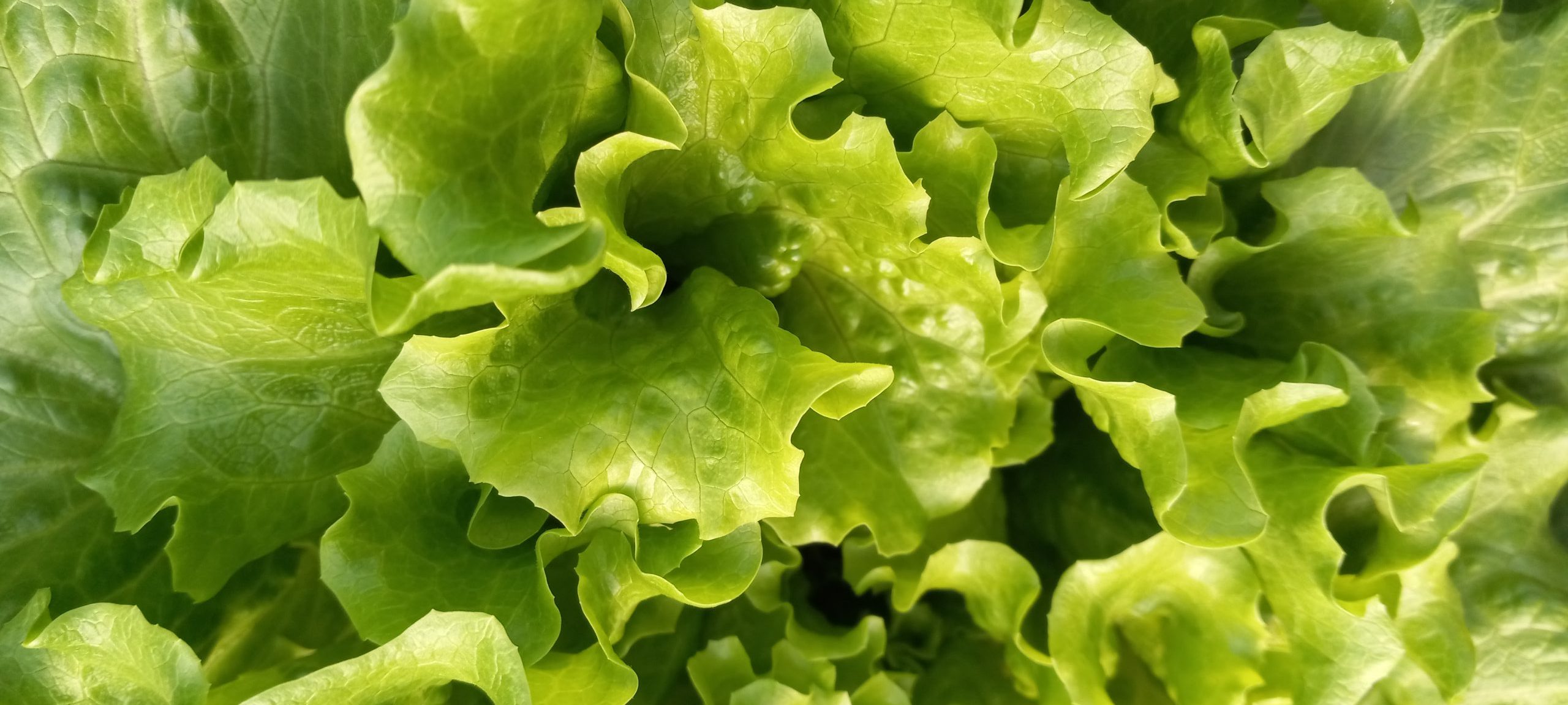 Everything Everywhere All At Once - Fresh Earth Farms - CSA