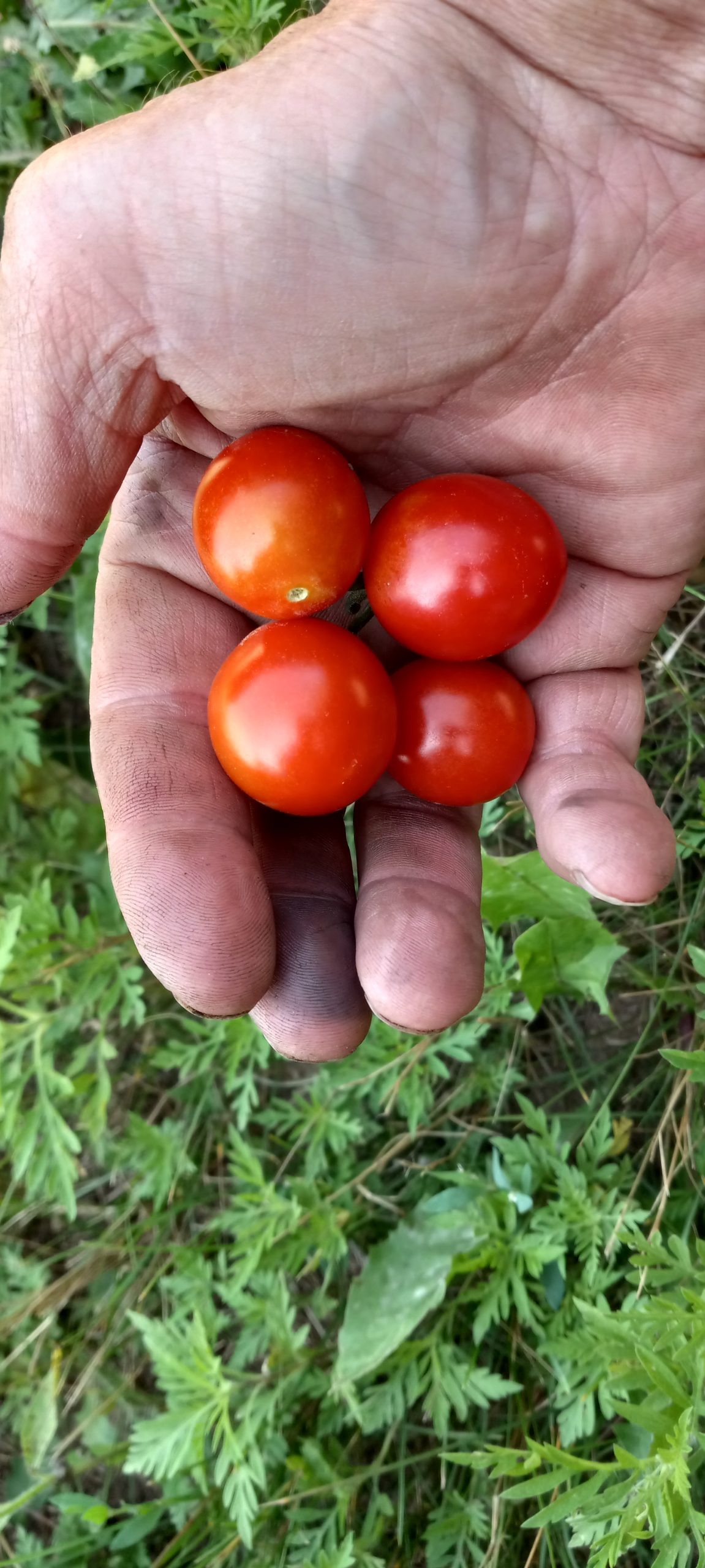Farm Elders - Fresh Earth Farms - CSA