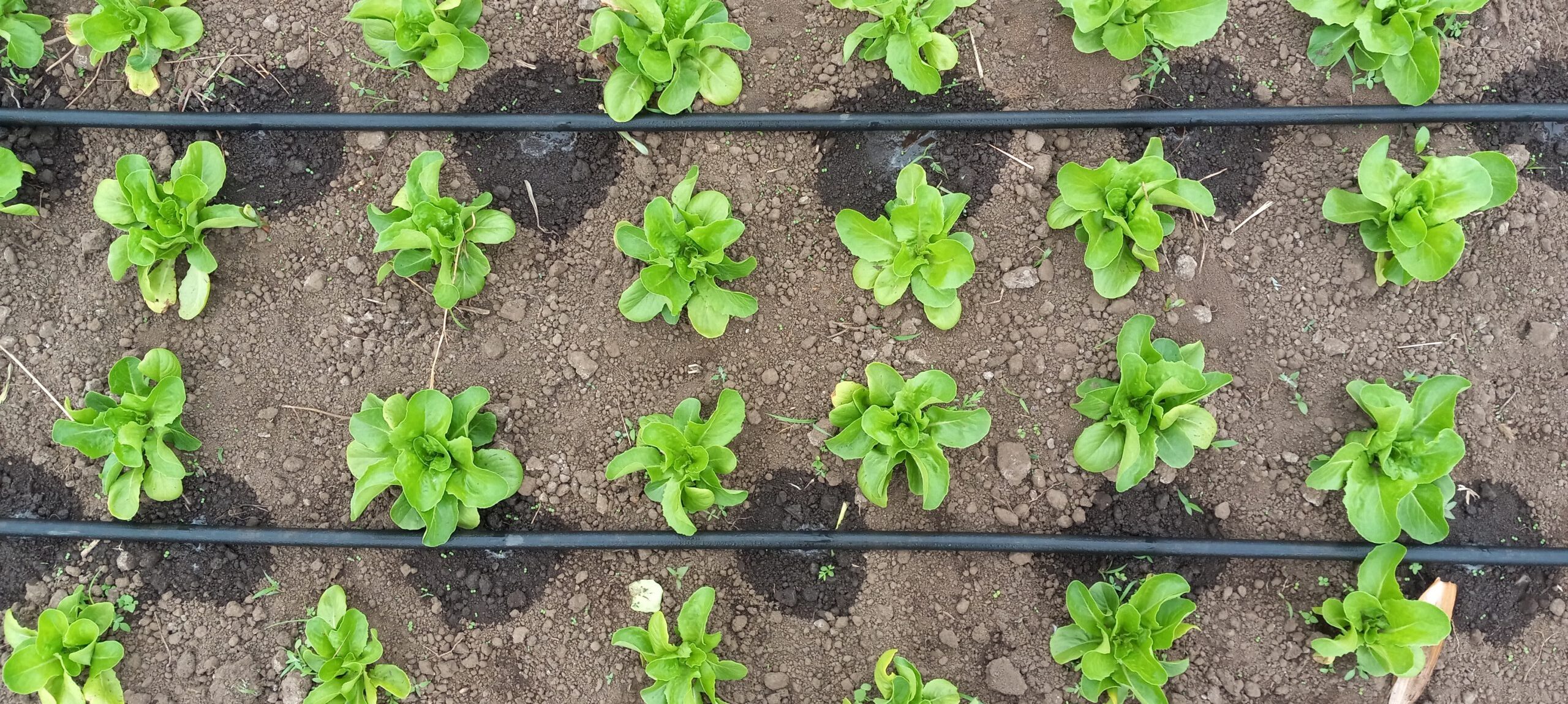 Pesky Pests Part 1 - Fresh Earth Farms - CSA