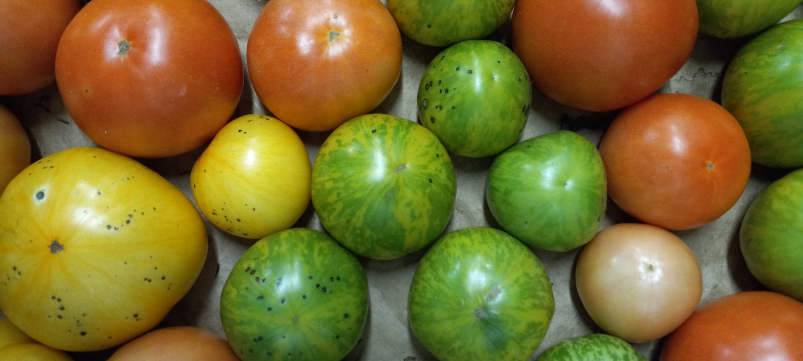 Peak Tomato - Fresh Earth Farms - CSA