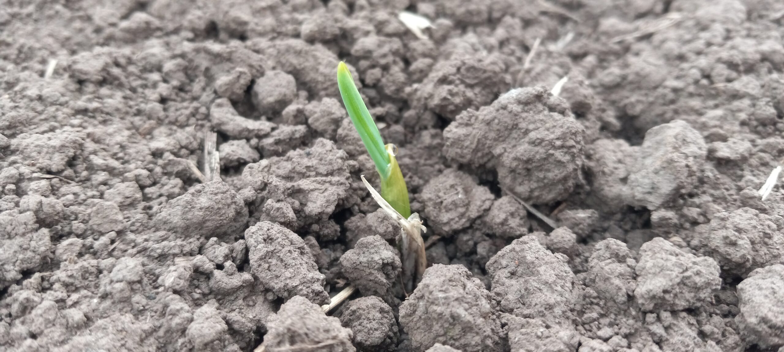 A Quick Reflection on 2025 - Fresh Earth Farms - CSA