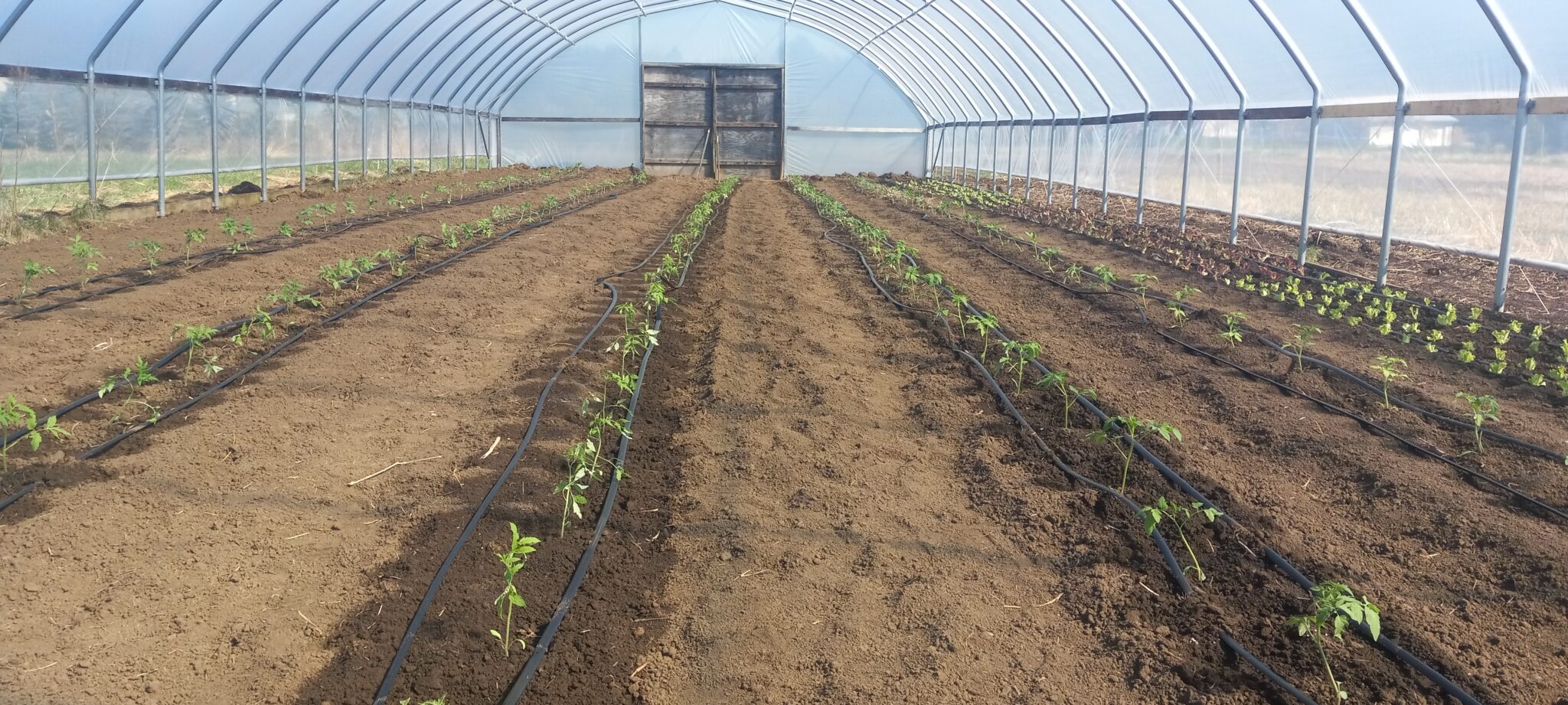 Opening Day 2026! - Fresh Earth Farms - CSA